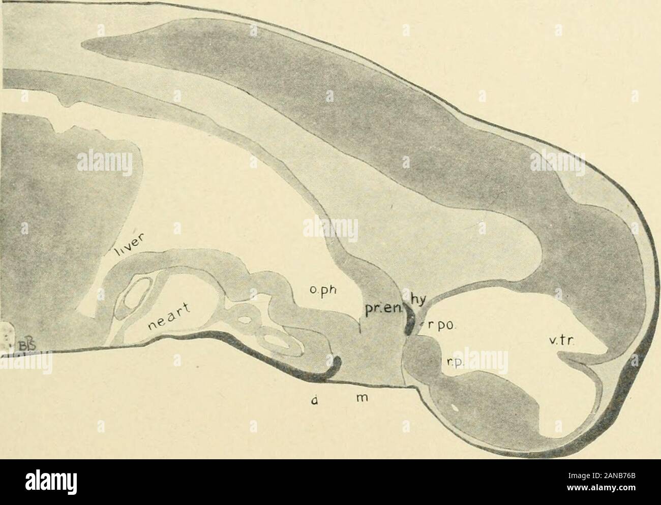 Preoral hi-res stock photography and images - Alamy