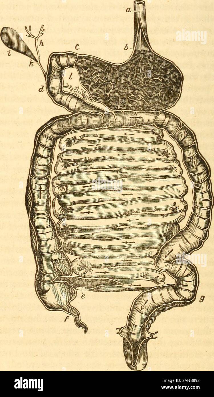 Chyme hi-res stock photography and images - Alamy