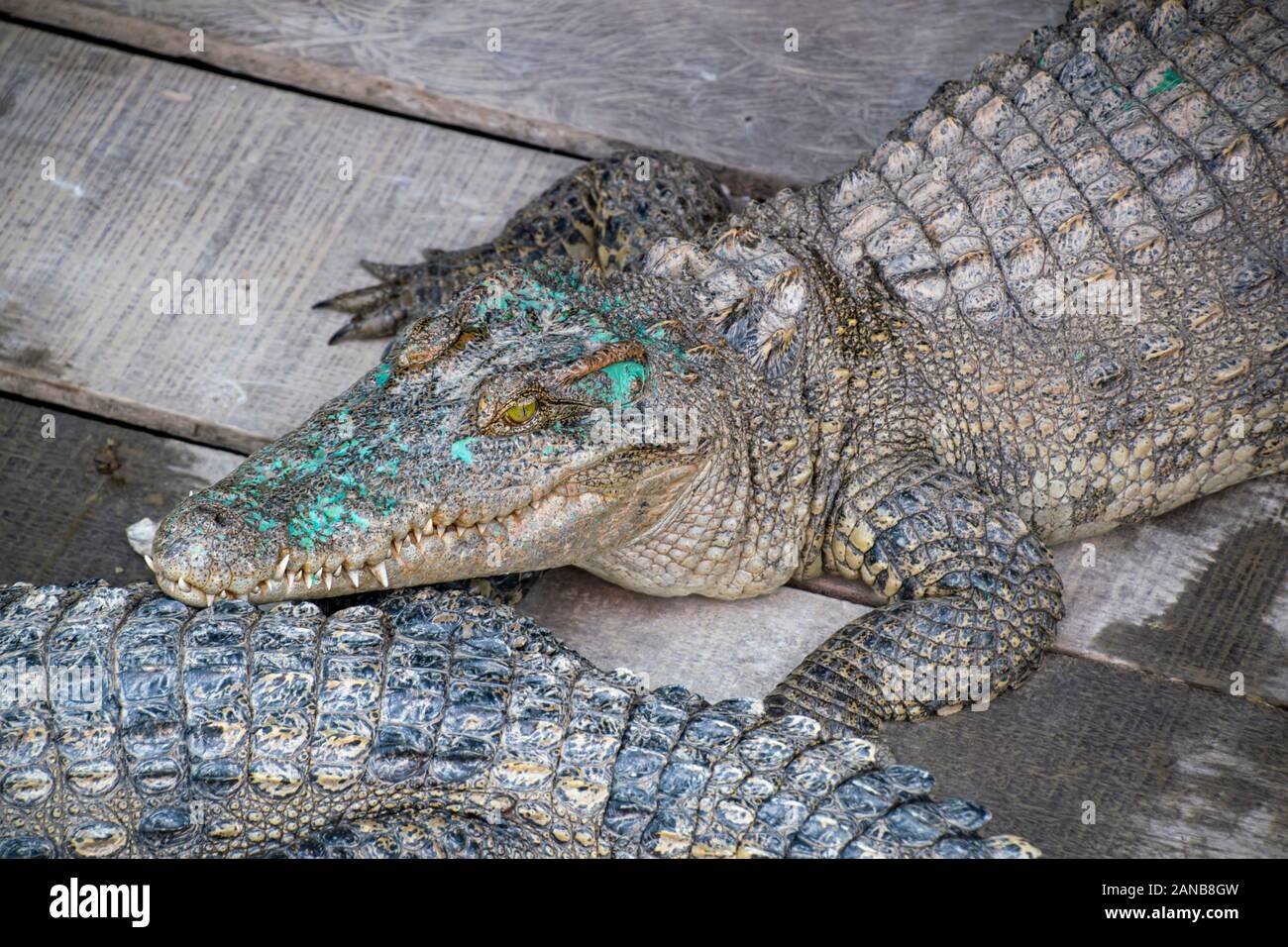 Alligator water tank hi-res stock photography and images - Alamy