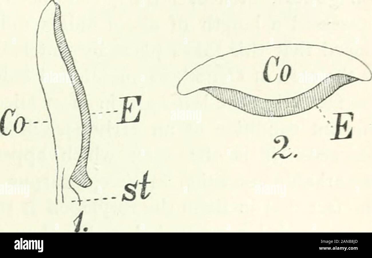 Transverse section of a plant root hi-res stock photography and images ...
