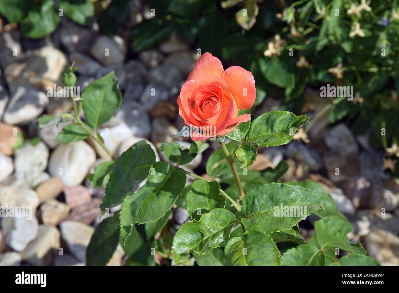 Orange Red Rose Home Gardening Planting Stock Photo - Alamy