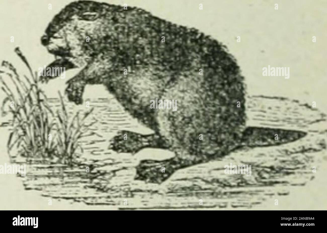 Split upper lip hi-res stock photography and images - Alamy