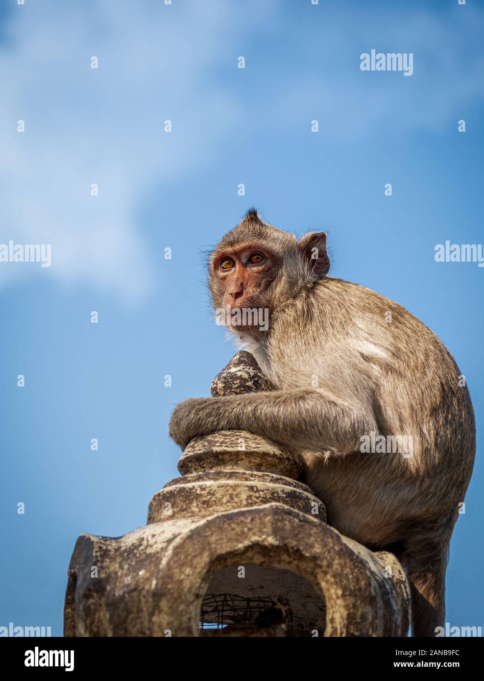 Green monkey looking around hi-res stock photography and images - Alamy