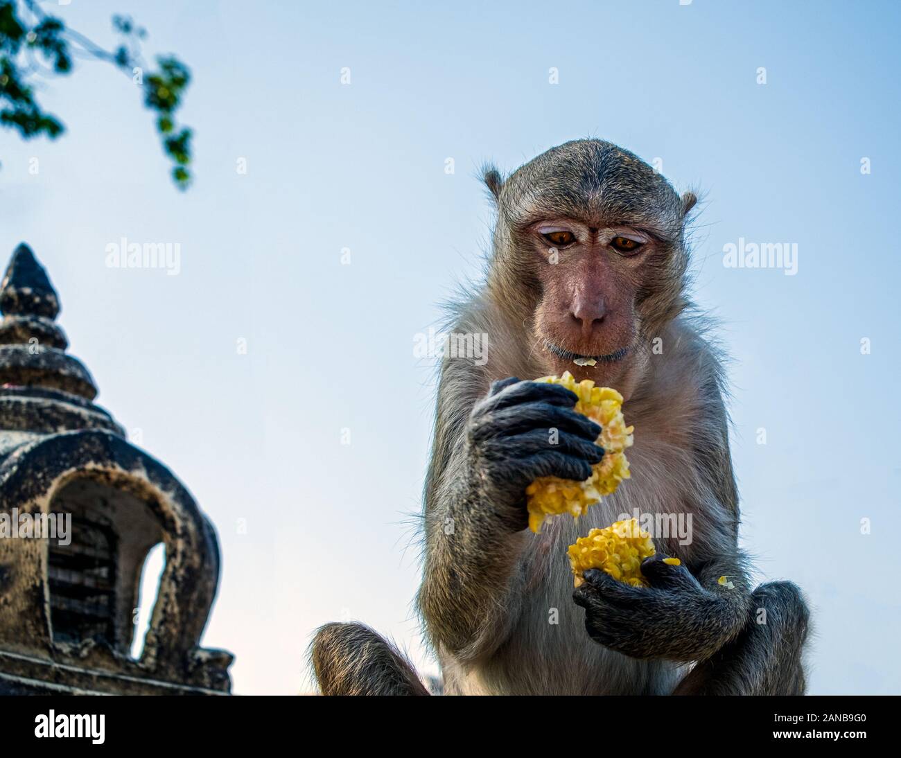 Young monkey in up of temple eating corn portrait Stock Photo - Alamy