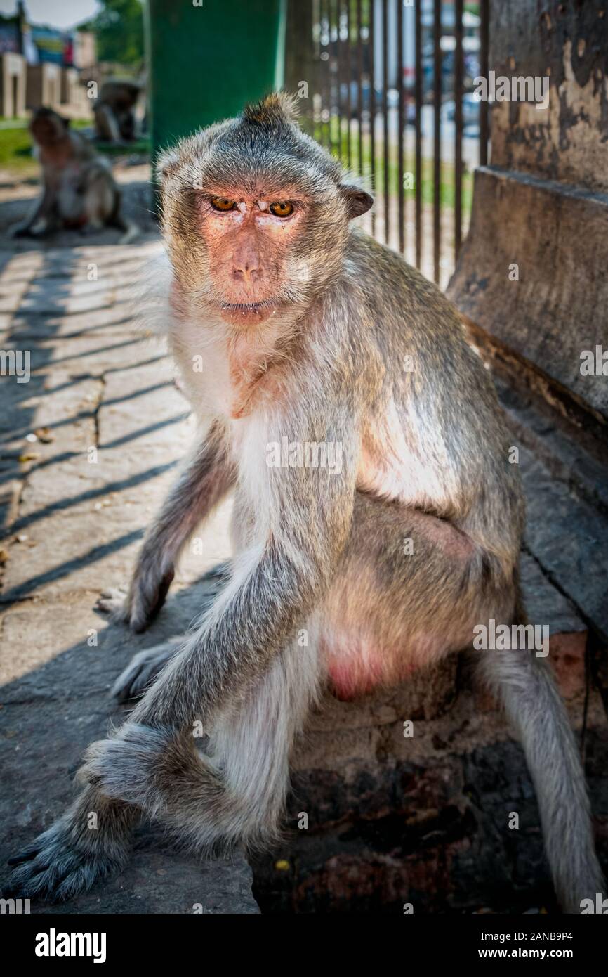 Angry young monkey in door of temple looking camera portrait Stock ...