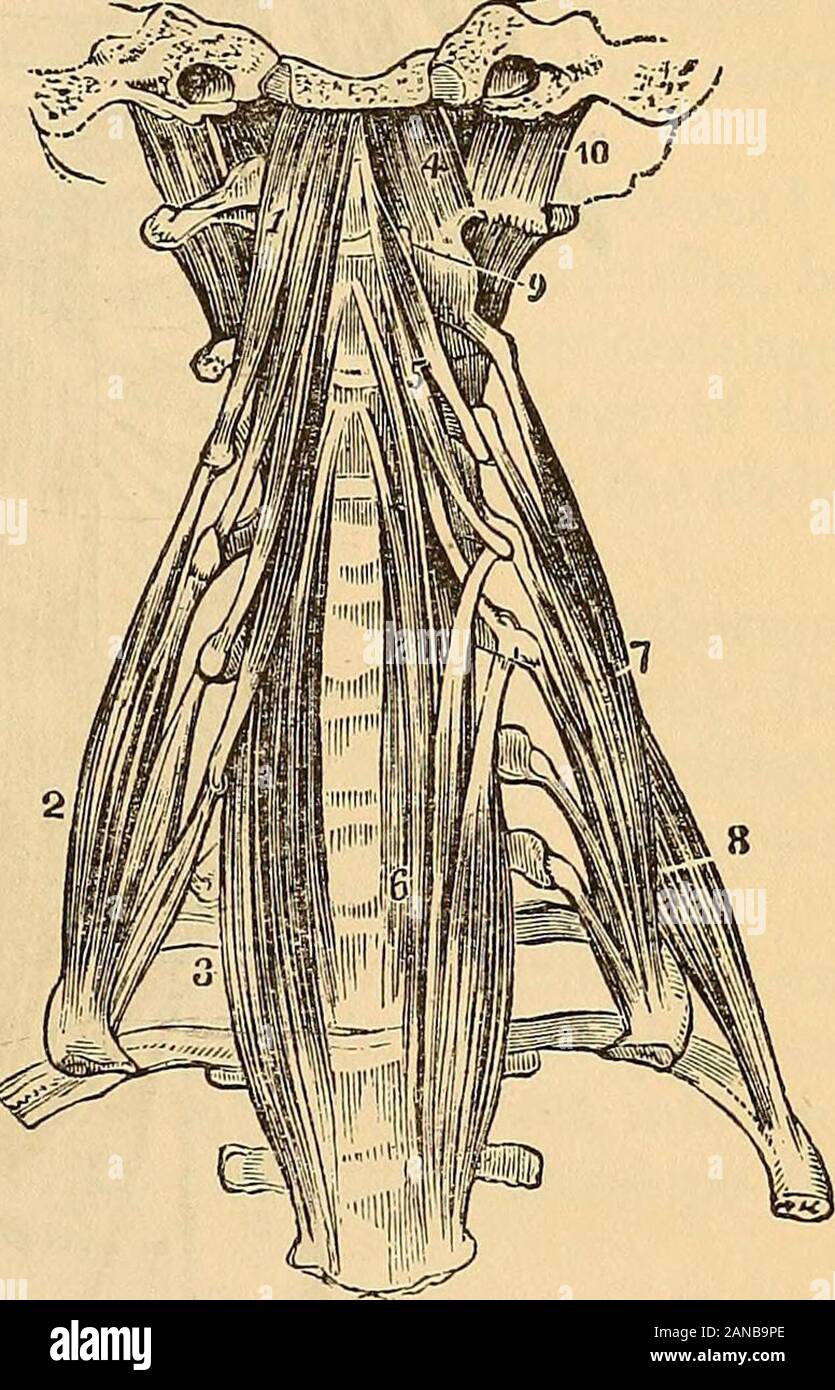 Transverse process of atlas hi-res stock photography and images - Alamy