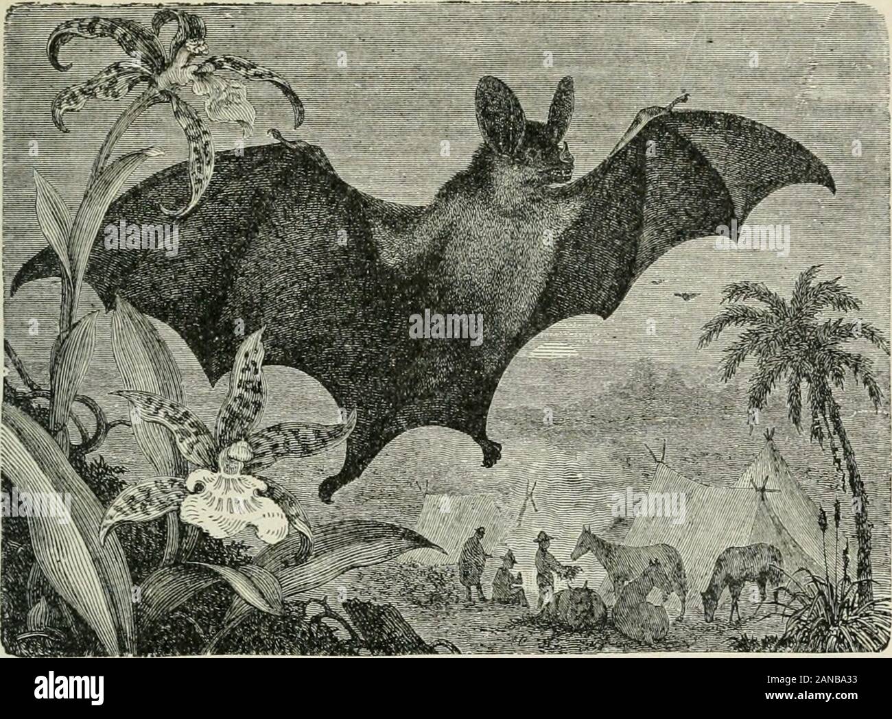 Beginners' zoology . (Fig. 369.) In-stead of feathers, the flying ...