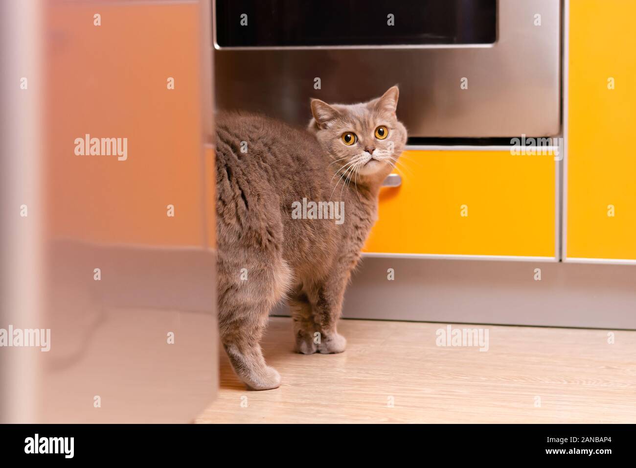 funny cat, looking furtively, is standing in the kitchen in such a pose ...