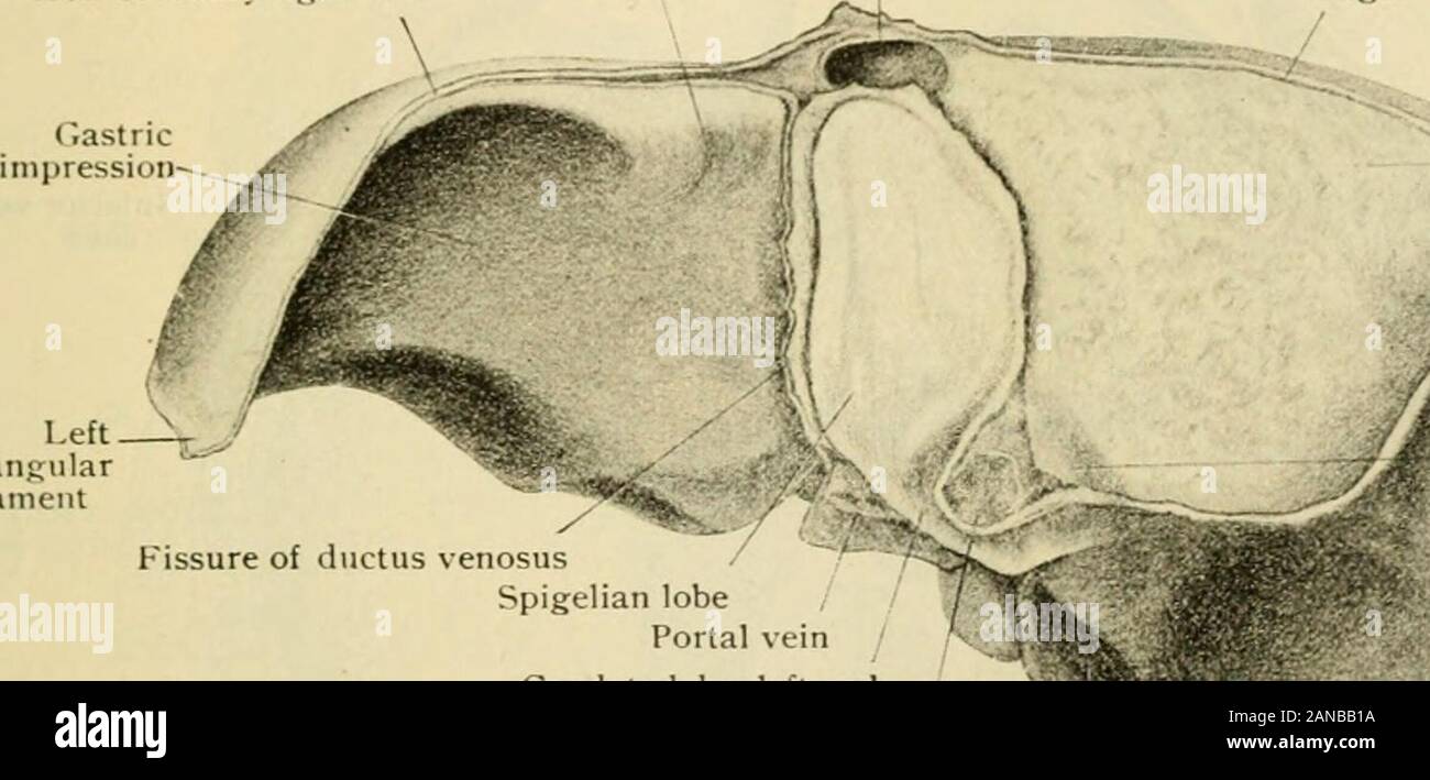 Peritoneal membrane hi-res stock photography and images - Alamy