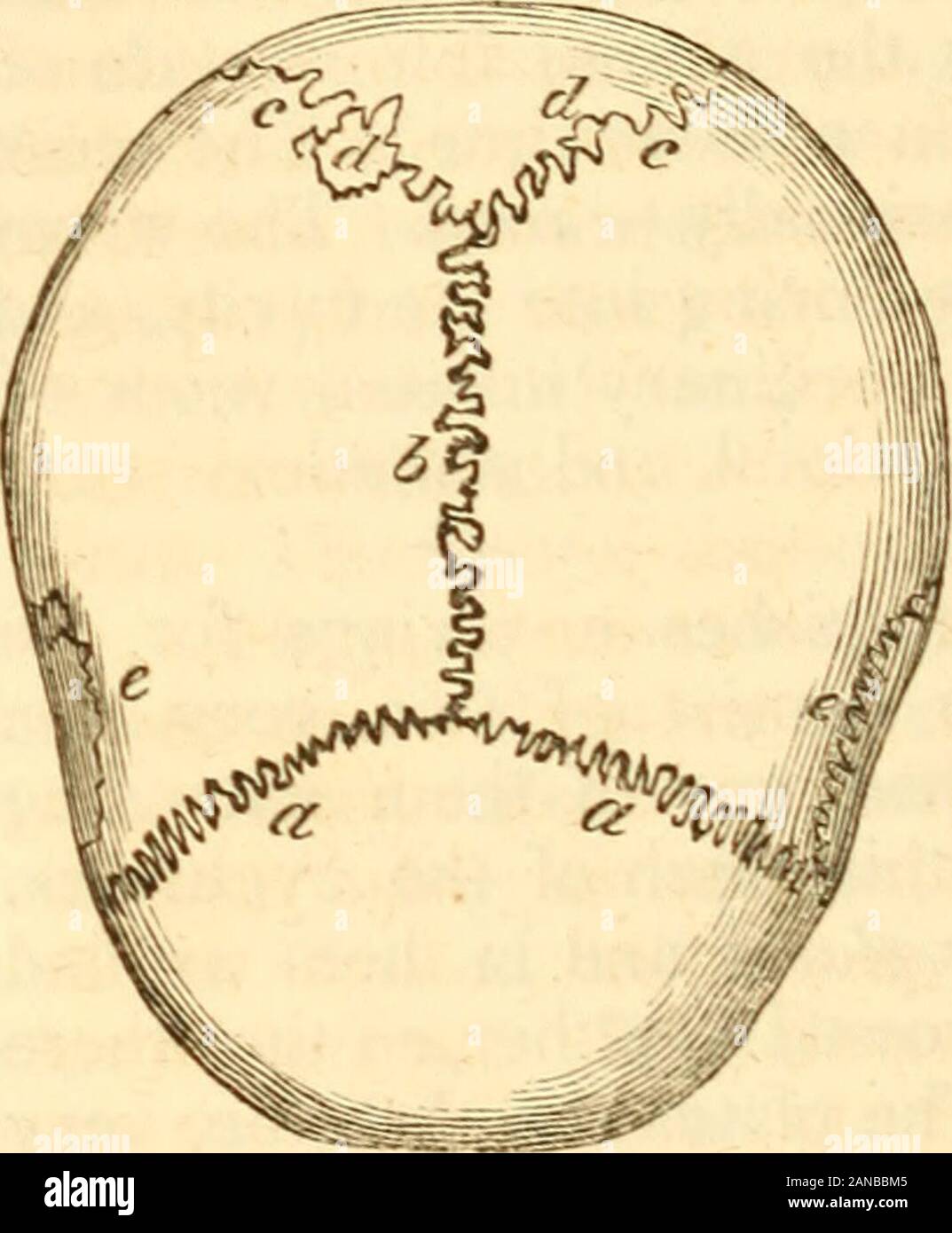 Two parietal bone hi-res stock photography and images - Alamy