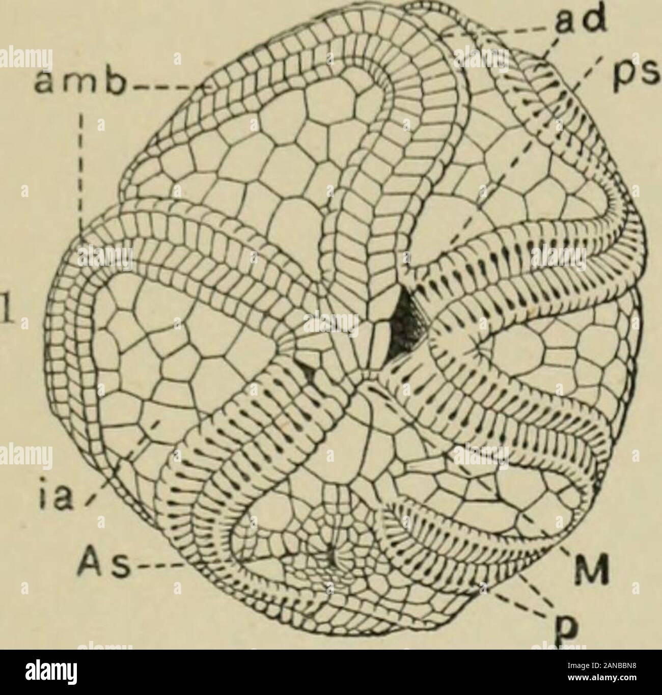 A treatise on zoology . and abactiiml surface unknown ; but the genus ...