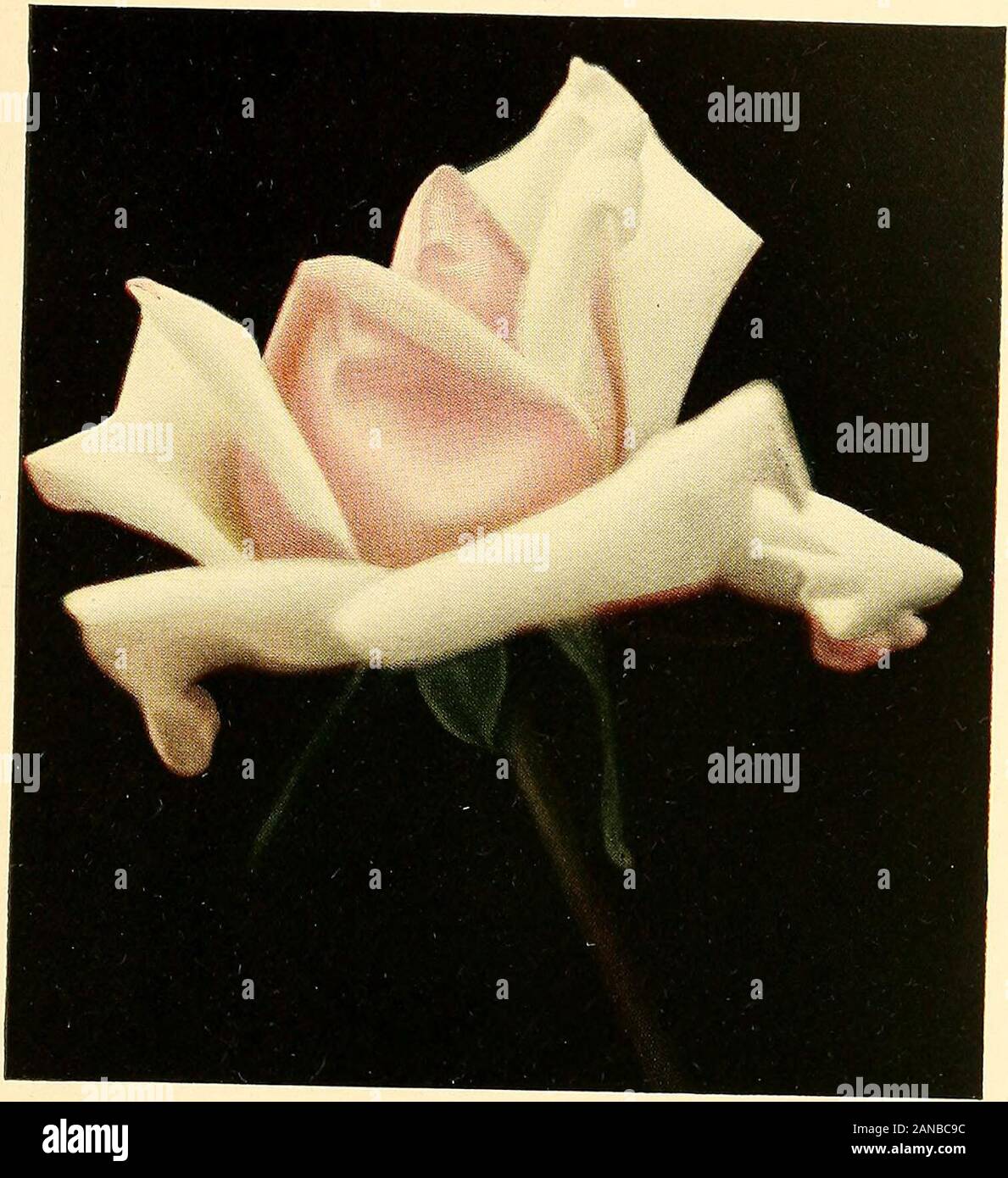 St helena tea hi-res stock photography and images - Alamy