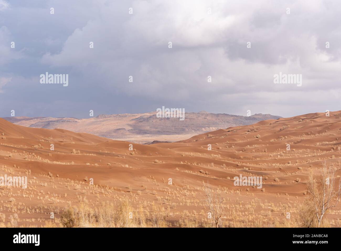 Wet Sahara High Resolution Stock Photography and Images - Alamy