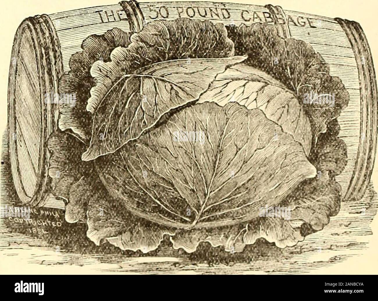 Maule's seed catalogue : 1895 . BLOOD RED ERFURT Good sown early or ...