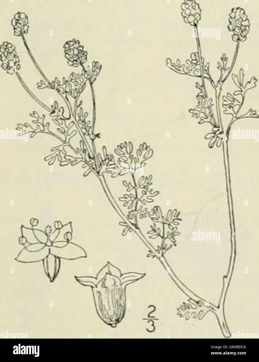 Winged achene hi-res stock photography and images - Alamy