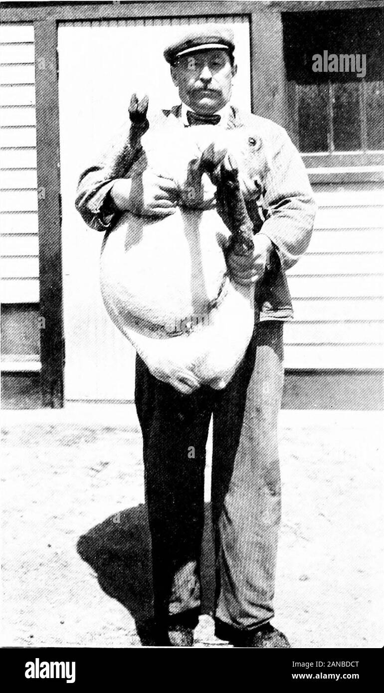 Arm around sheep hi-res stock photography and images - Alamy