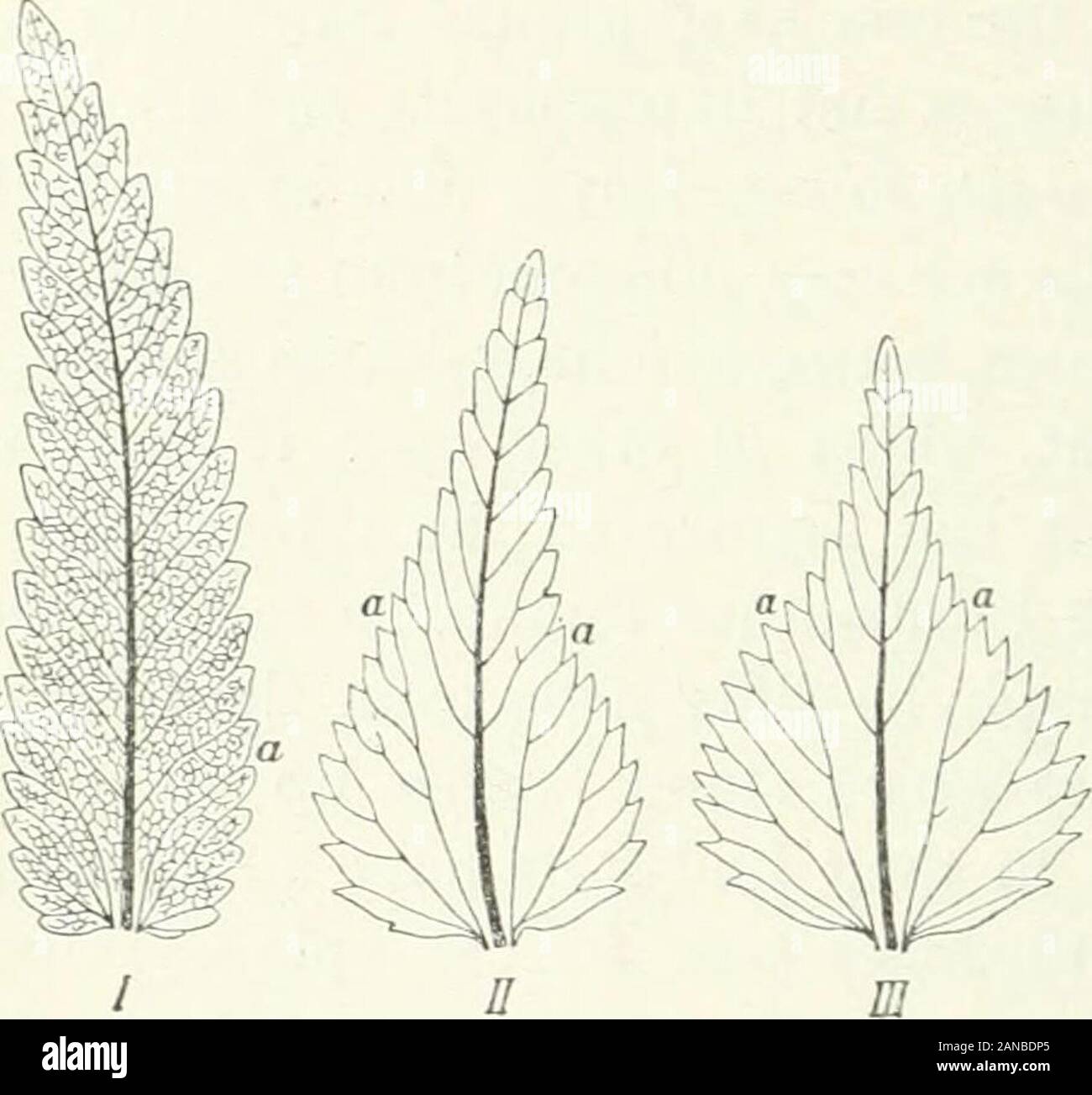 Leaf sheath hi hi-res stock photography and images - Alamy