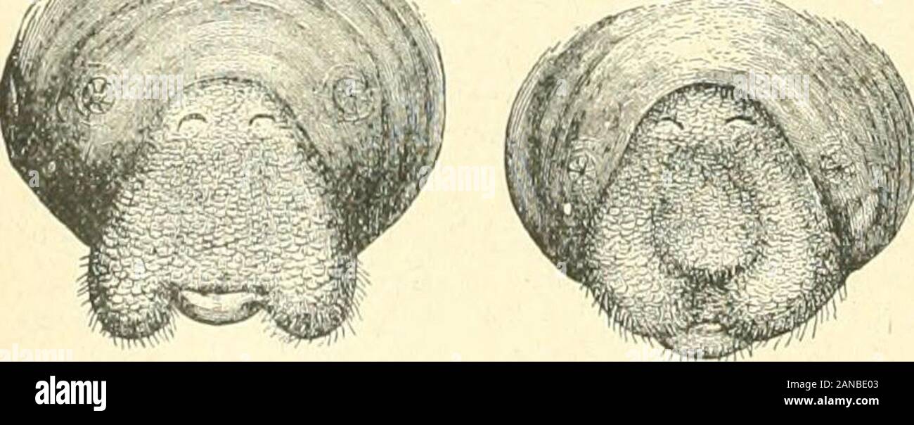 African manatee hi-res stock photography and images - Alamy