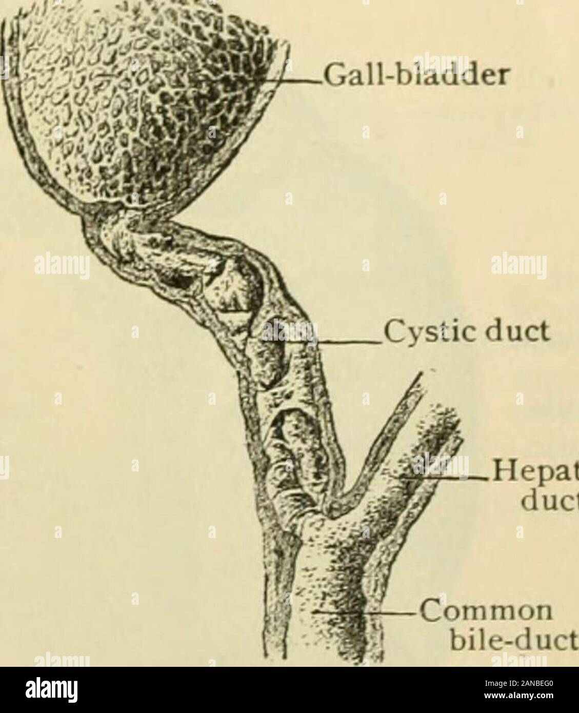 Human anatomy, including structure and development and practical ...