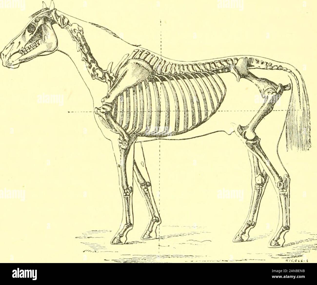 The points of the horse : a familiar treatise on equine conformation ...