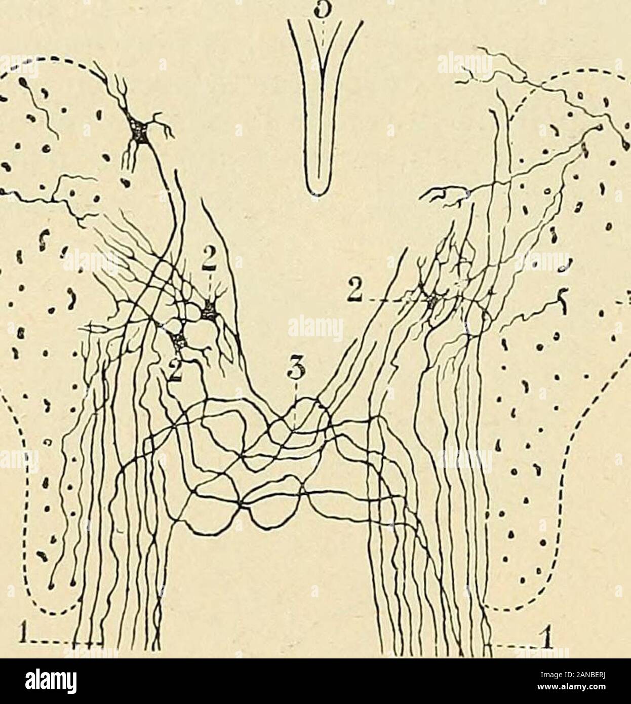 Traité d'anatomie humaine . tété signalées à nouveau, en 1869 ...
