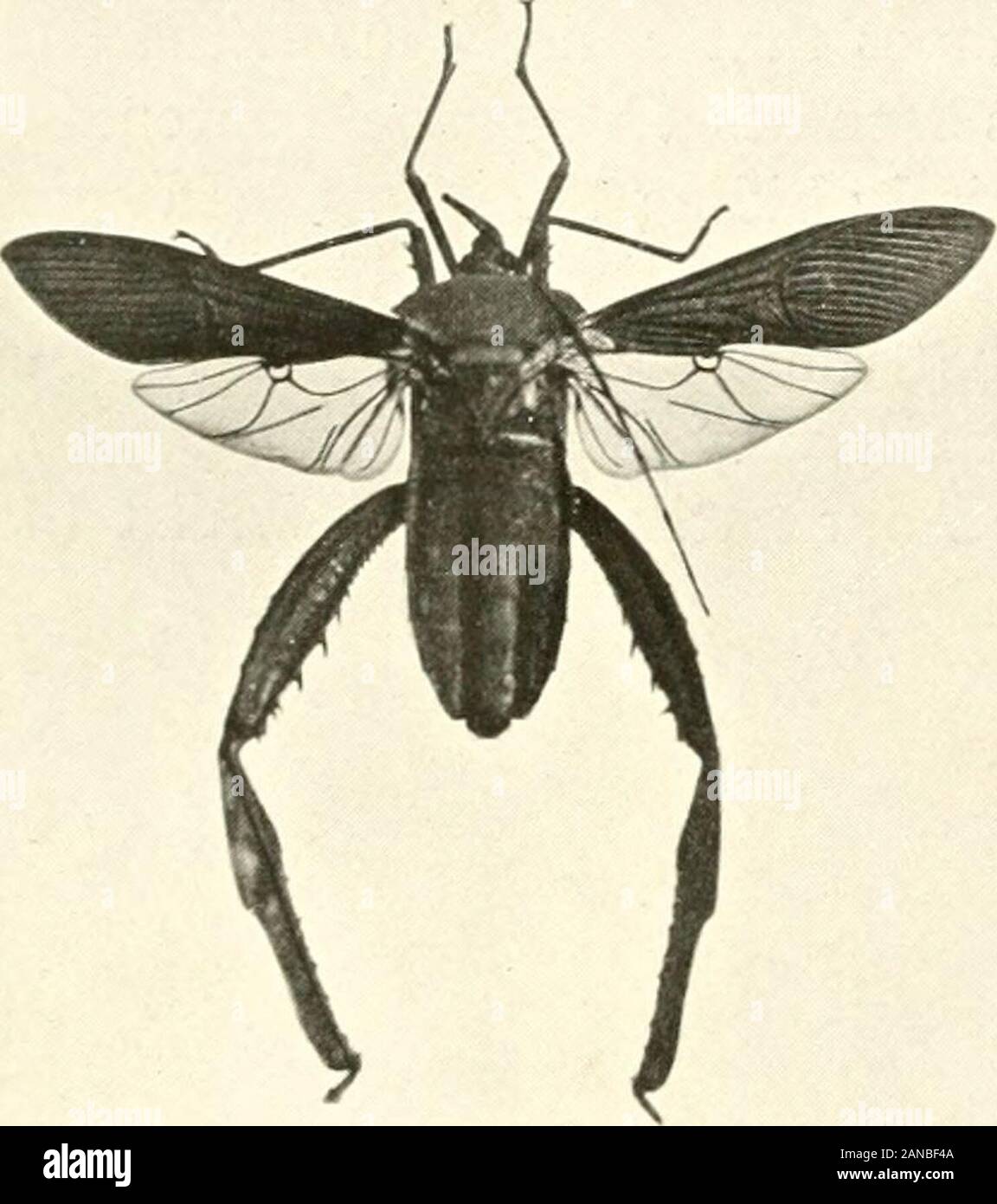 Marvels of insect life ; a popular account of structure and habit . e ...