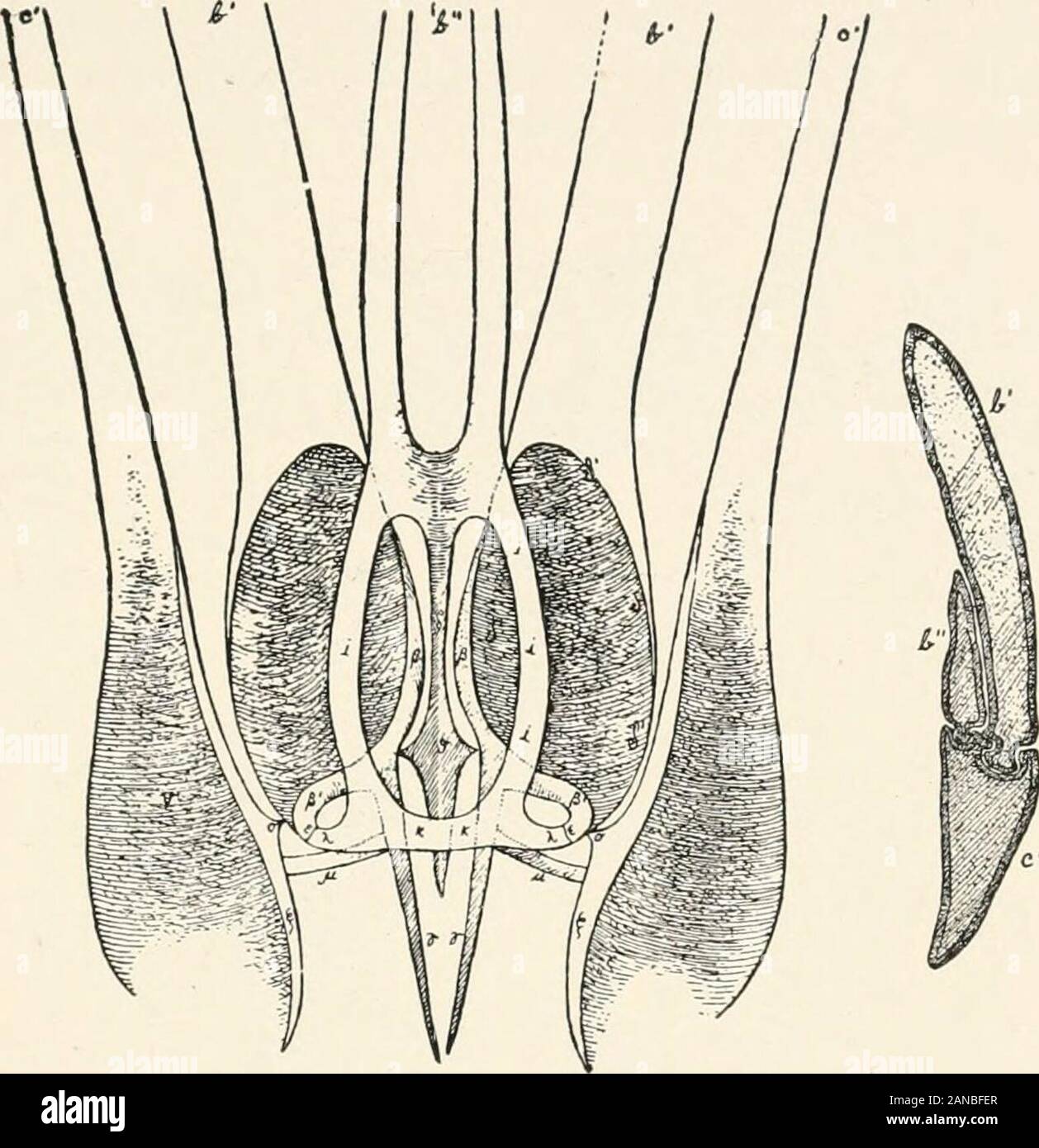Genital gland hi-res stock photography and images - Alamy