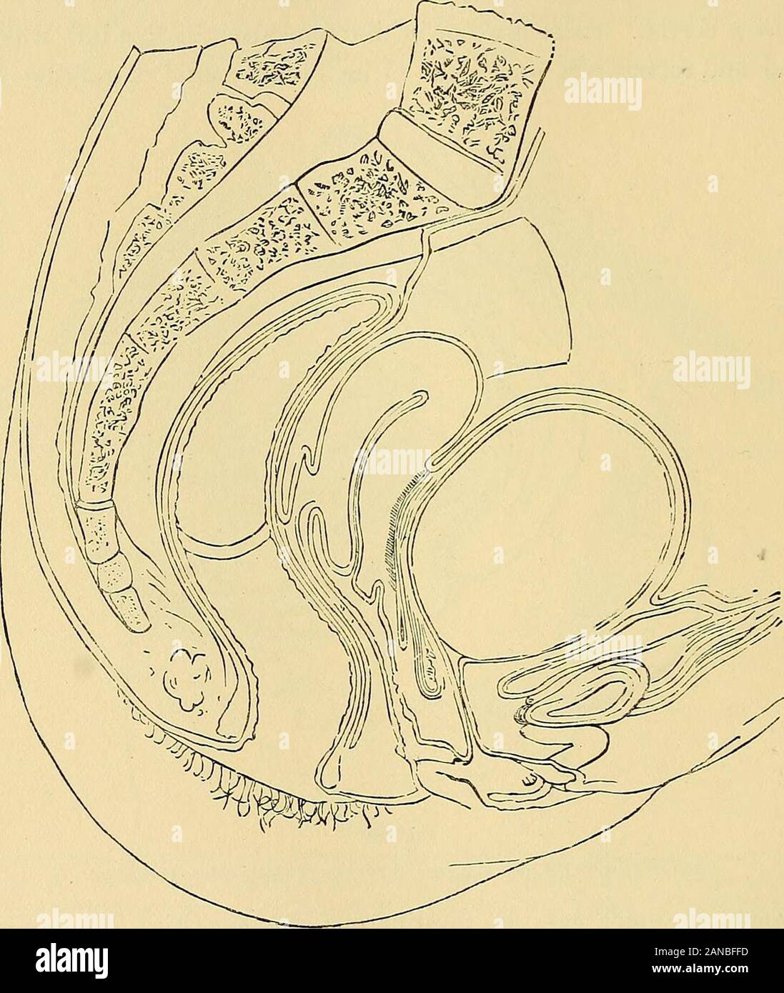 Manual of gynecology . ig. 50). The position of the uterus, with ...