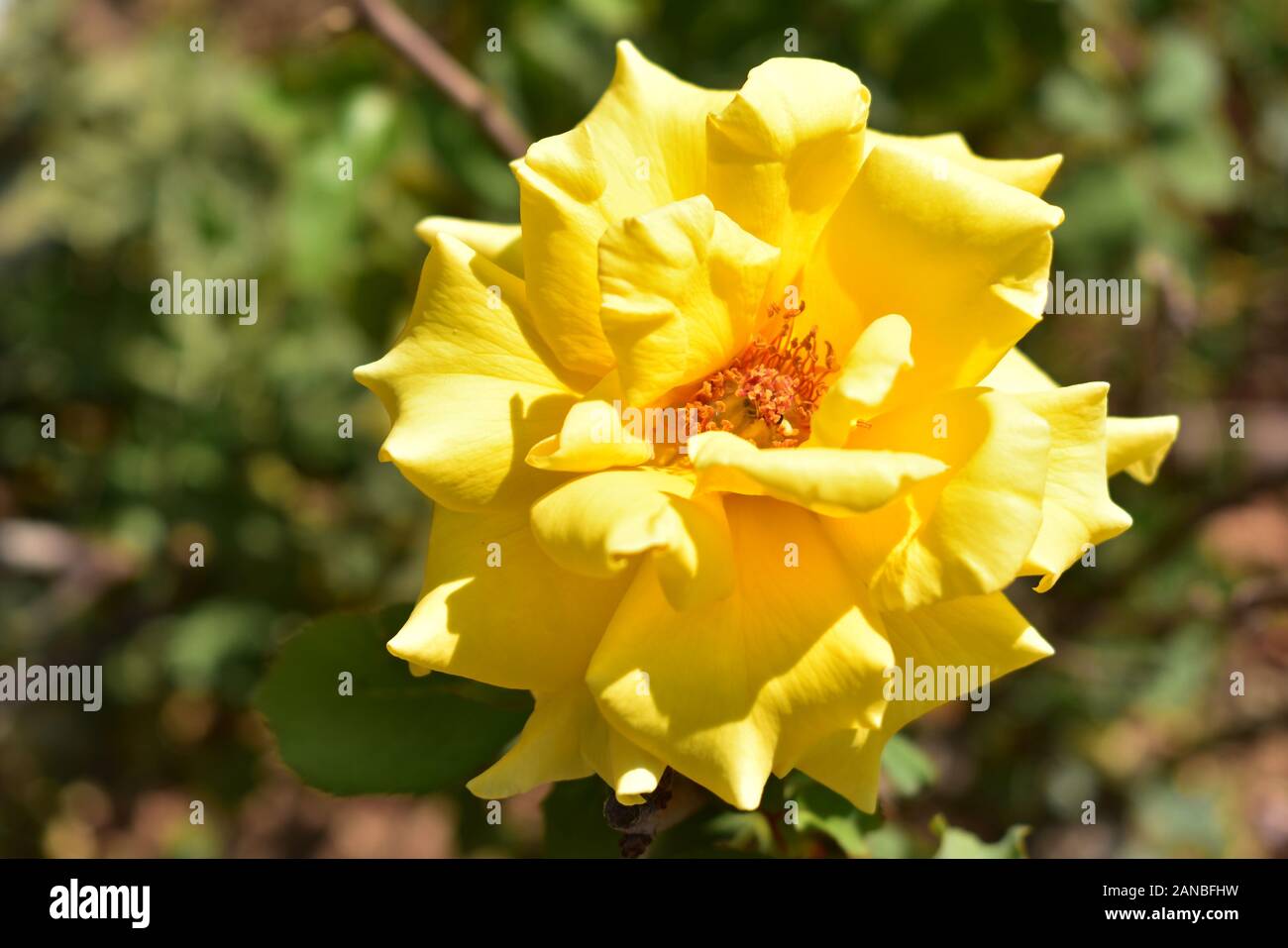 Wohl rose garden hi-res stock photography and images - Alamy