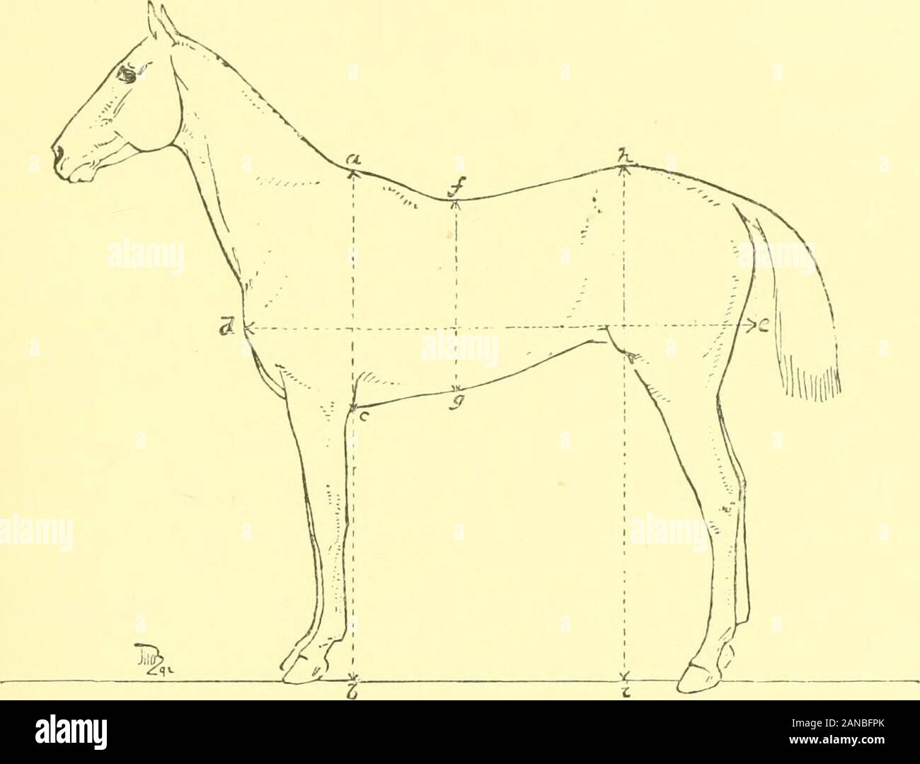 The points of the horse : a familiar treatise on equine conformation ...