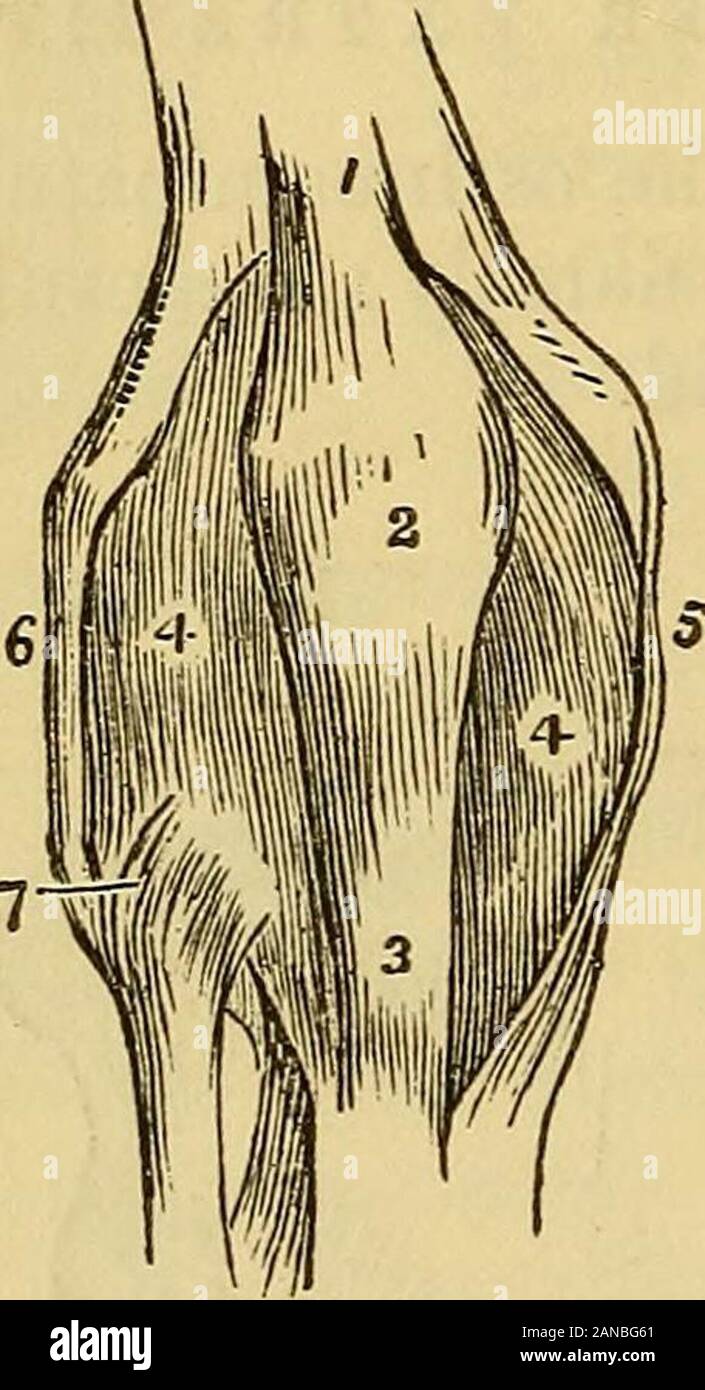 Cotyloid ligament hi-res stock photography and images - Alamy