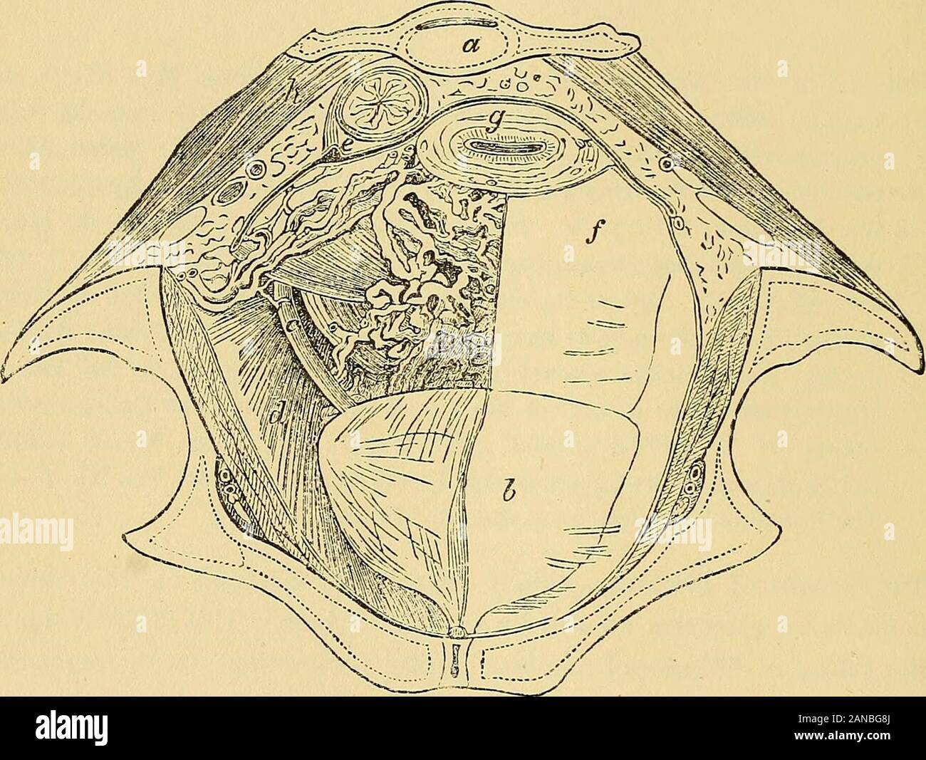 Retroverted uterus hi-res stock photography and images - Alamy