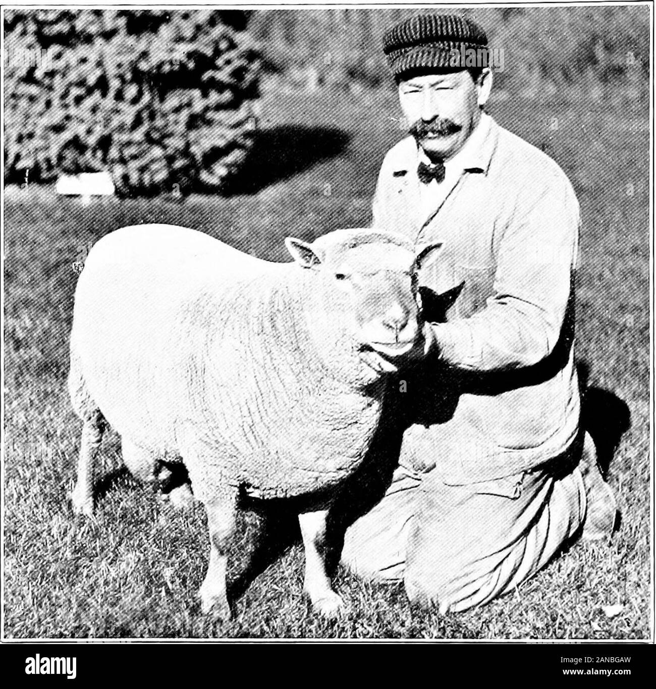 Long neck sheep hi-res stock photography and images - Alamy