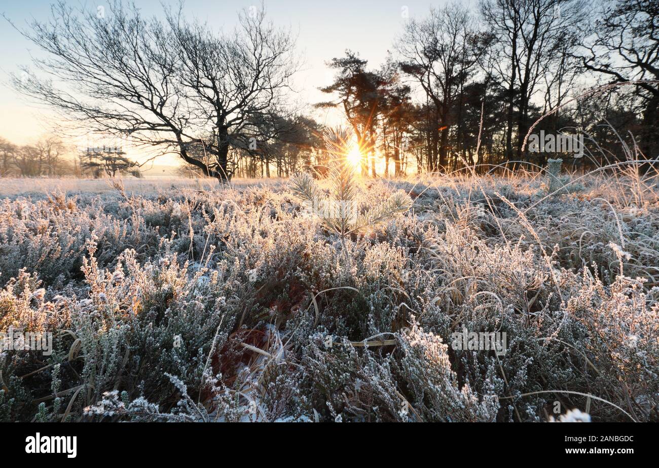 Sunrise over frosted meadow hi-res stock photography and images - Alamy