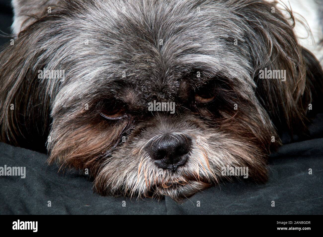 Shih tzu dog lying down hi-res stock photography and images - Alamy