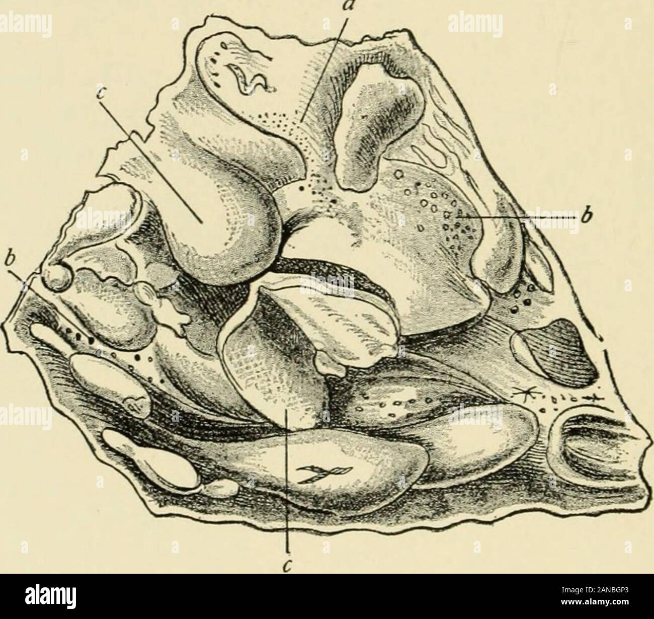 Decidual membrane hi-res stock photography and images - Alamy