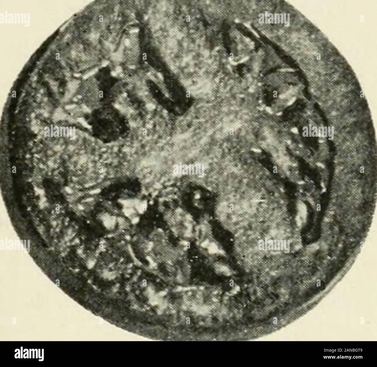 Kidney shaped seeds hi-res stock photography and images - Alamy