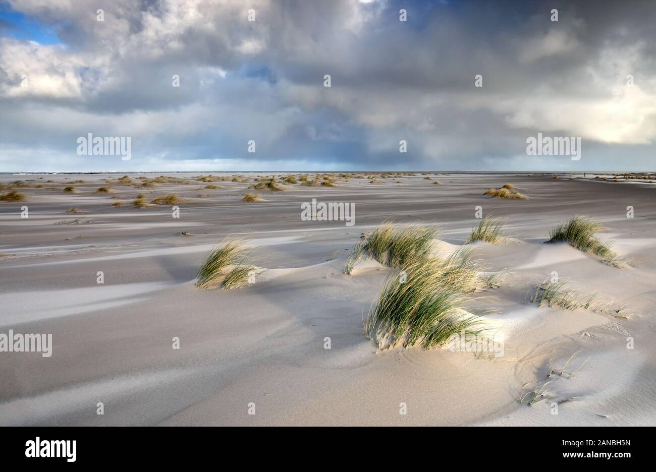 windy sand beach by North sea, Texel, Holland Stock Photo - Alamy