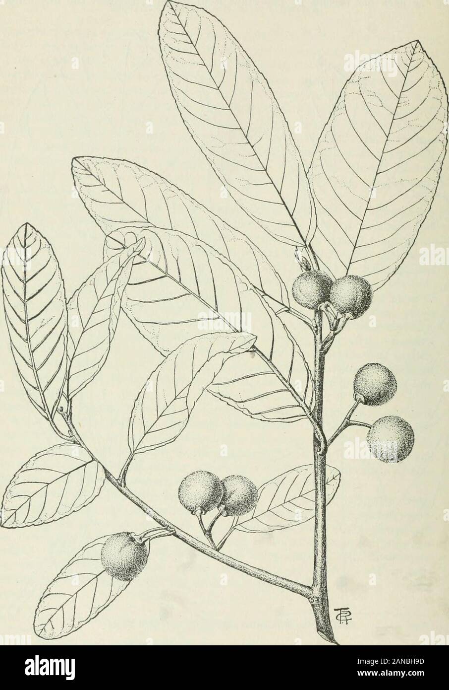 Rhamnus purshiana hi-res stock photography and images - Alamy