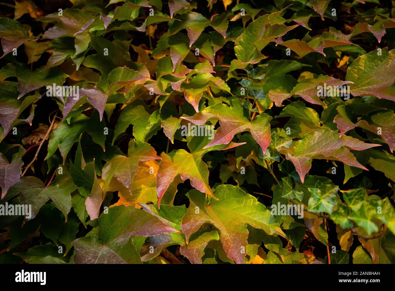 Polymorphic shape hi-res stock photography and images - Alamy