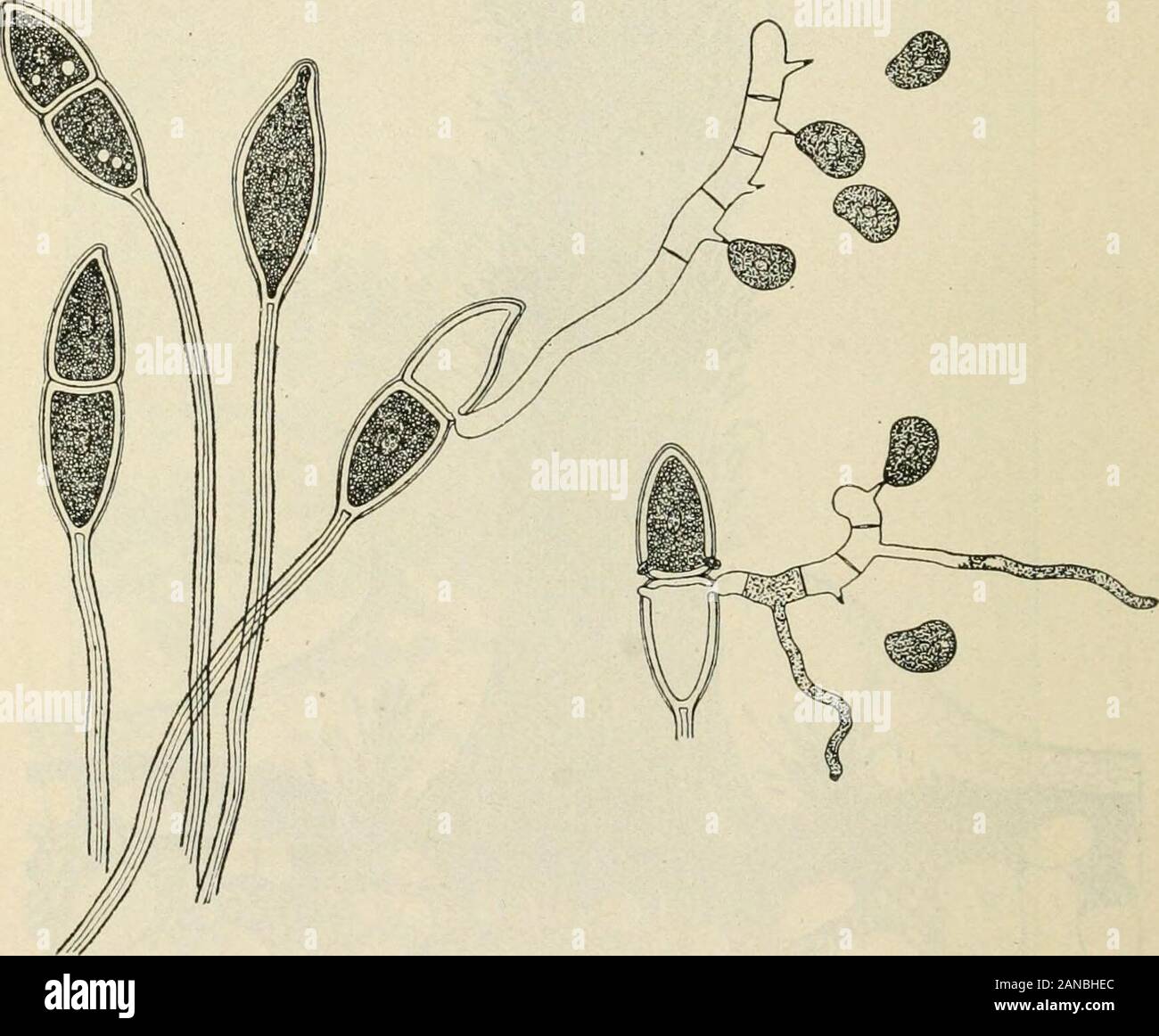 Teliospores hi-res stock photography and images - Alamy