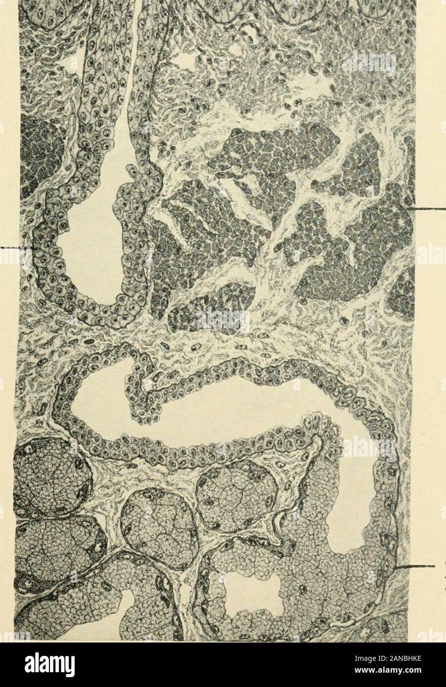 The American journal of anatomy . rev f -fY I. — Ift — Epithelium Duct ...