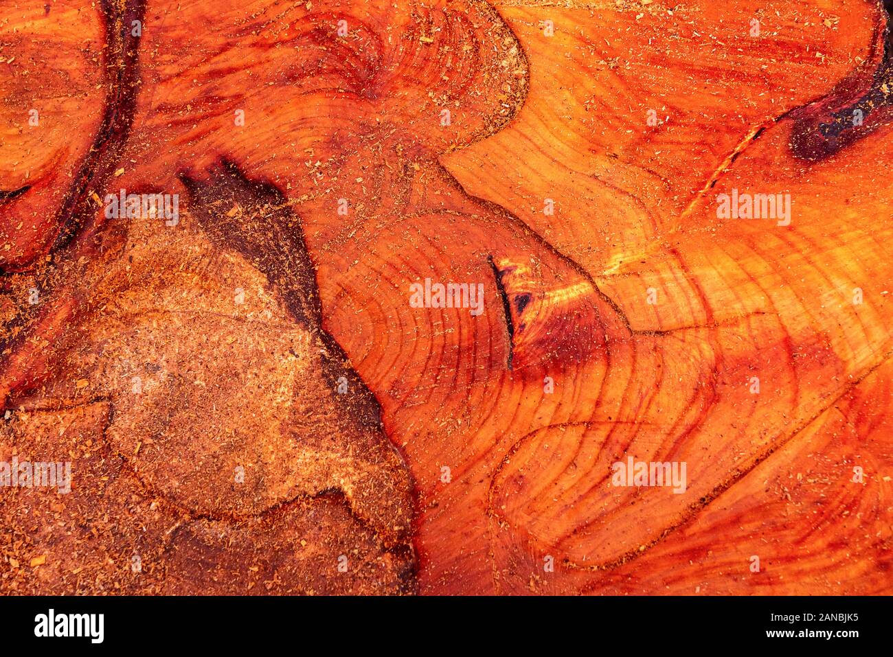Tree section background in natural orange color. Above view of wet tree ...