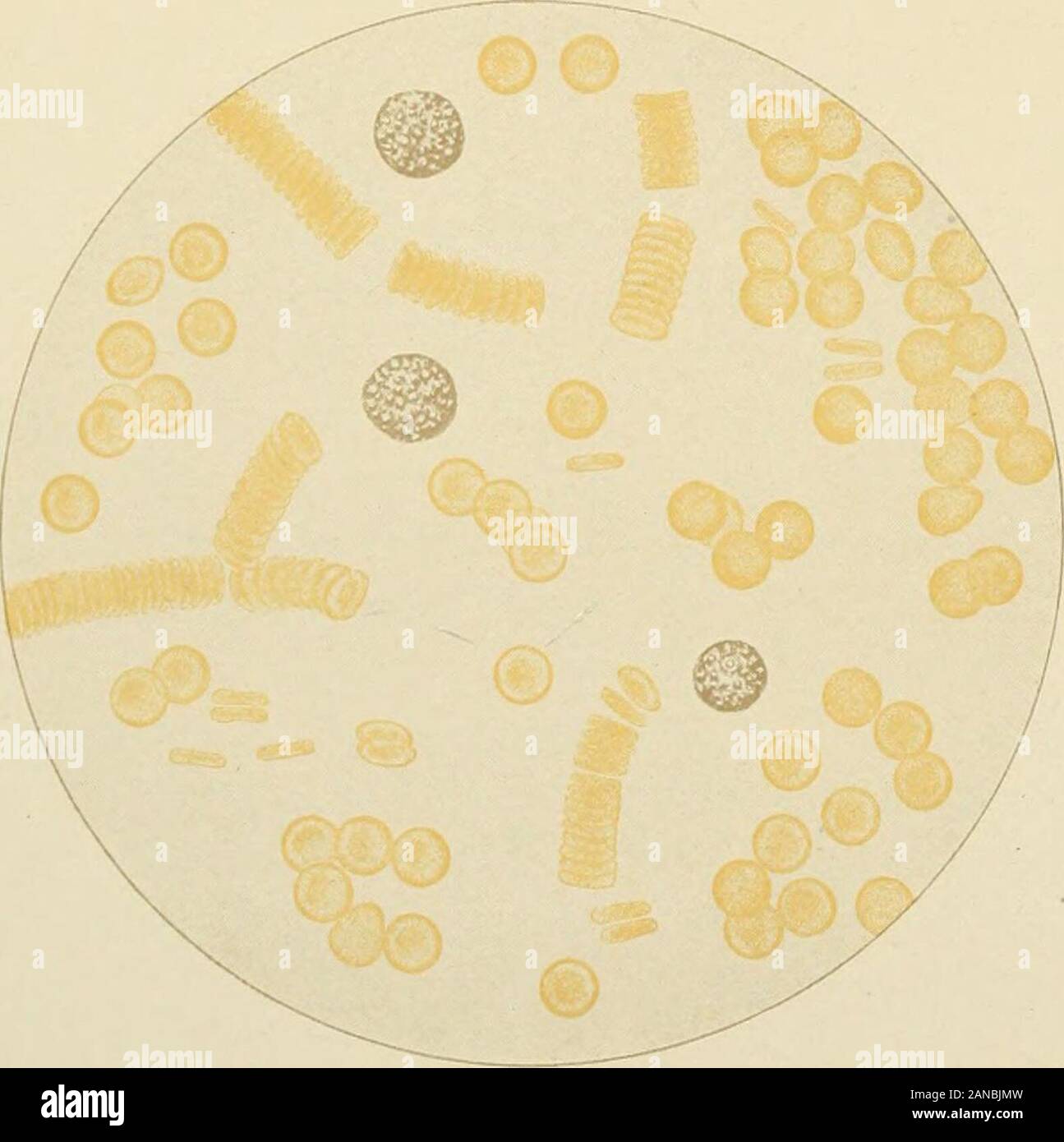 Diuresis hi-res stock photography and images - Alamy