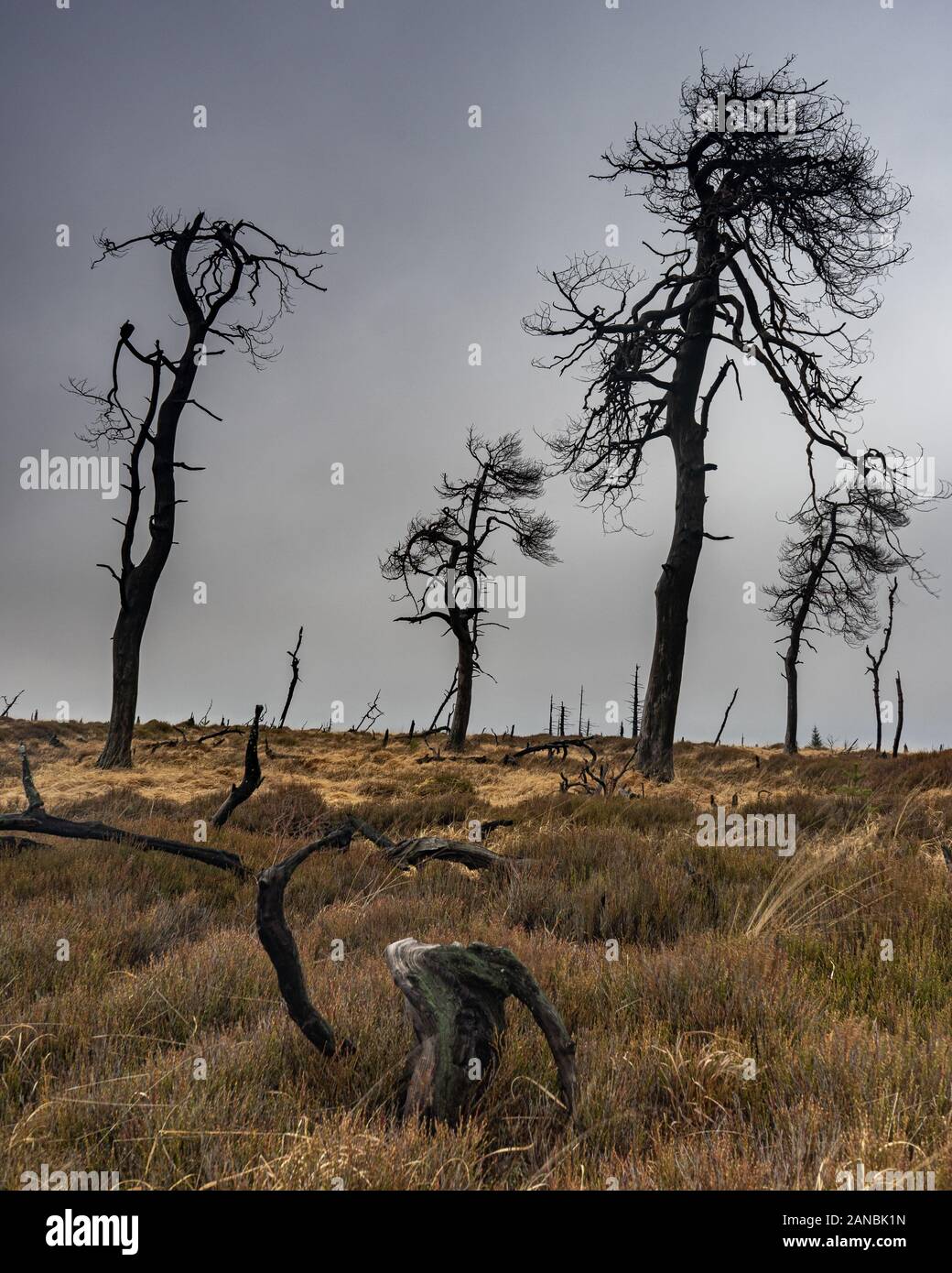 Dead Tree Silhouette And Beautiful Landscape Trees Silhouette High ...
