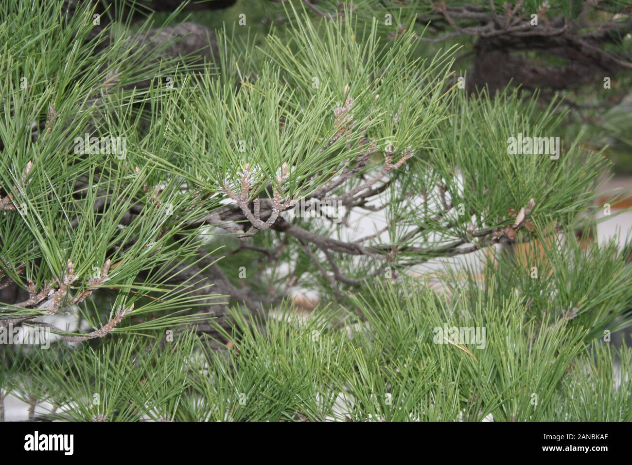 Japanese pine tree hi-res stock photography and images - Alamy