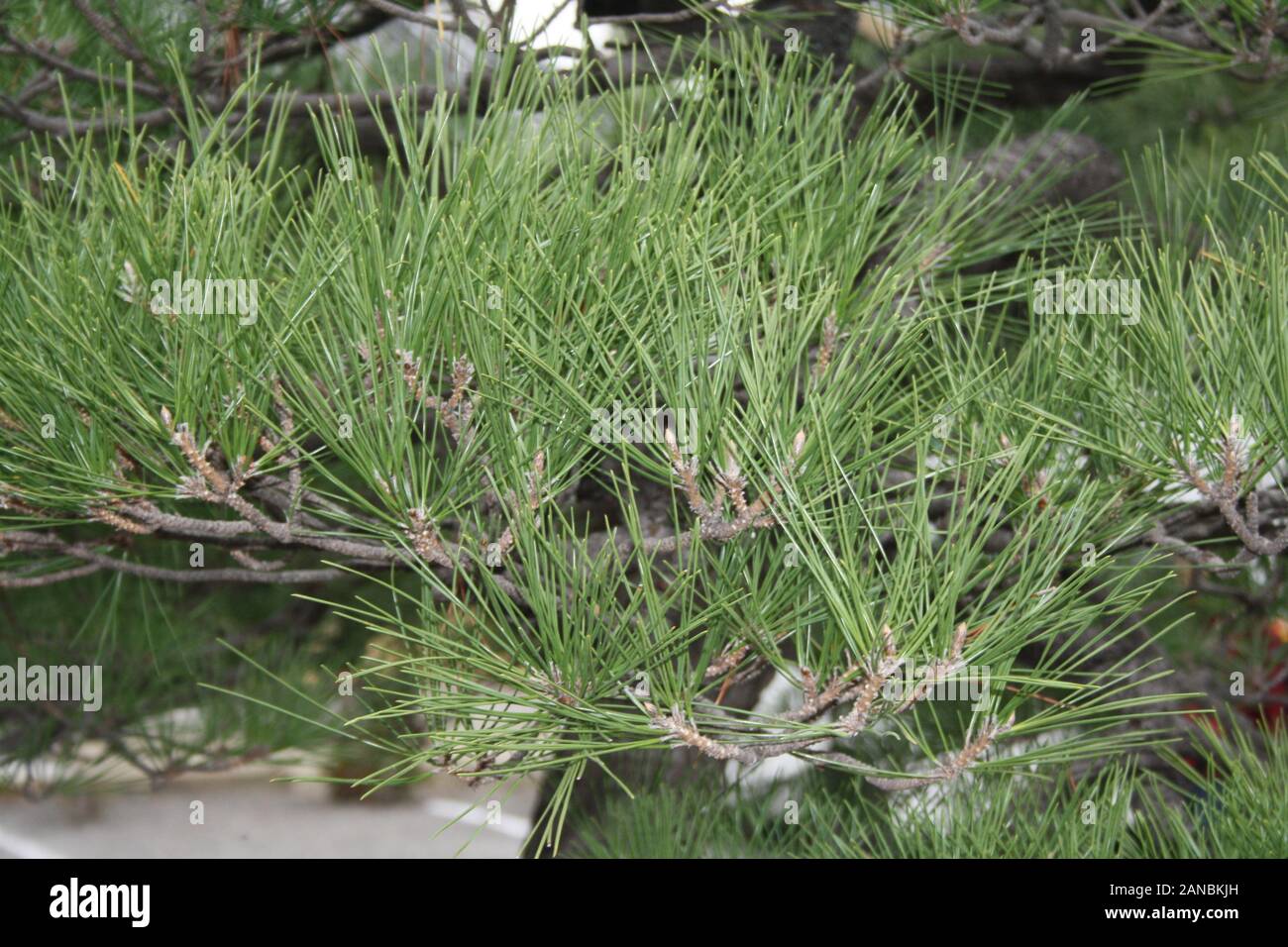 Japanese pine tree hi-res stock photography and images - Alamy