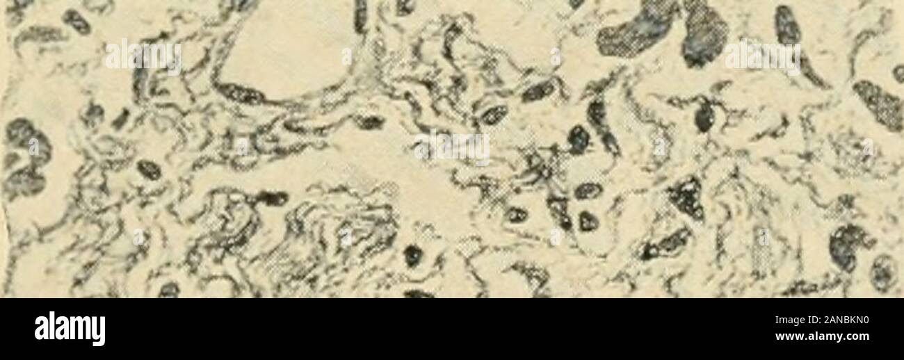 The American journal of anatomy . Stratumgerm iinitiiitm L. muscularis ...