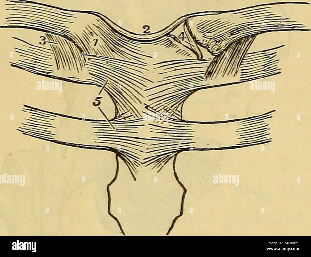 A manual of examinations : upon anatomy, physiology, surgery, practice ...