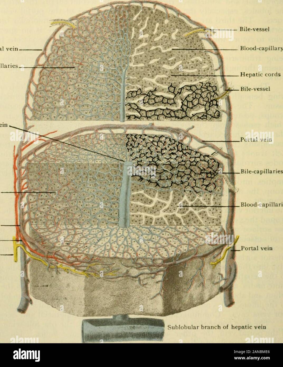 Human anatomy, including structure and development and practical ...